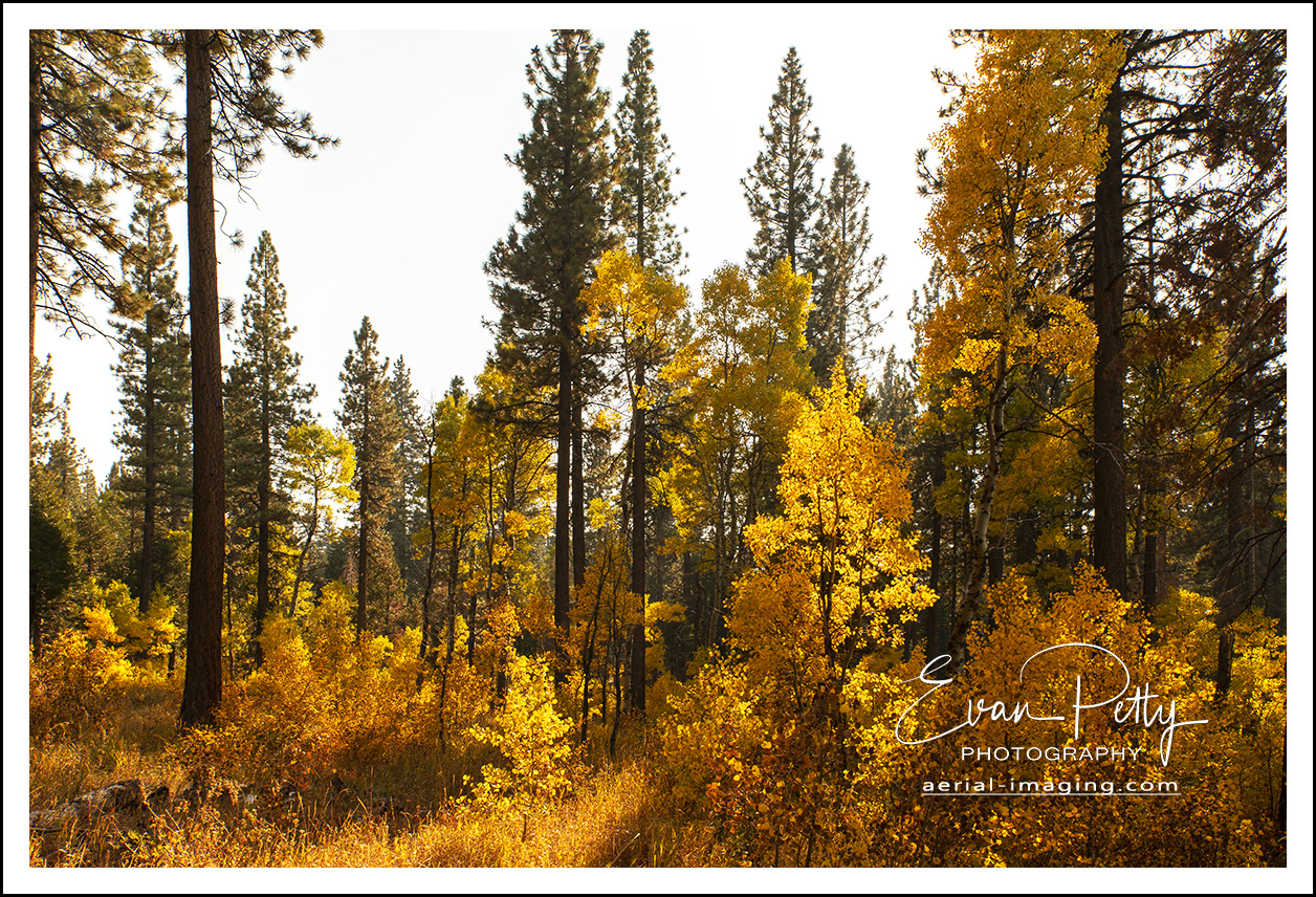 Colorful Aspen Tree Photography in the Sierra Mountains